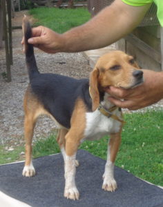 Johnston's Beagle Farm – AKC Registered Beagles