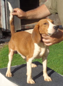 Johnston's Beagle Farm – AKC Registered Beagles