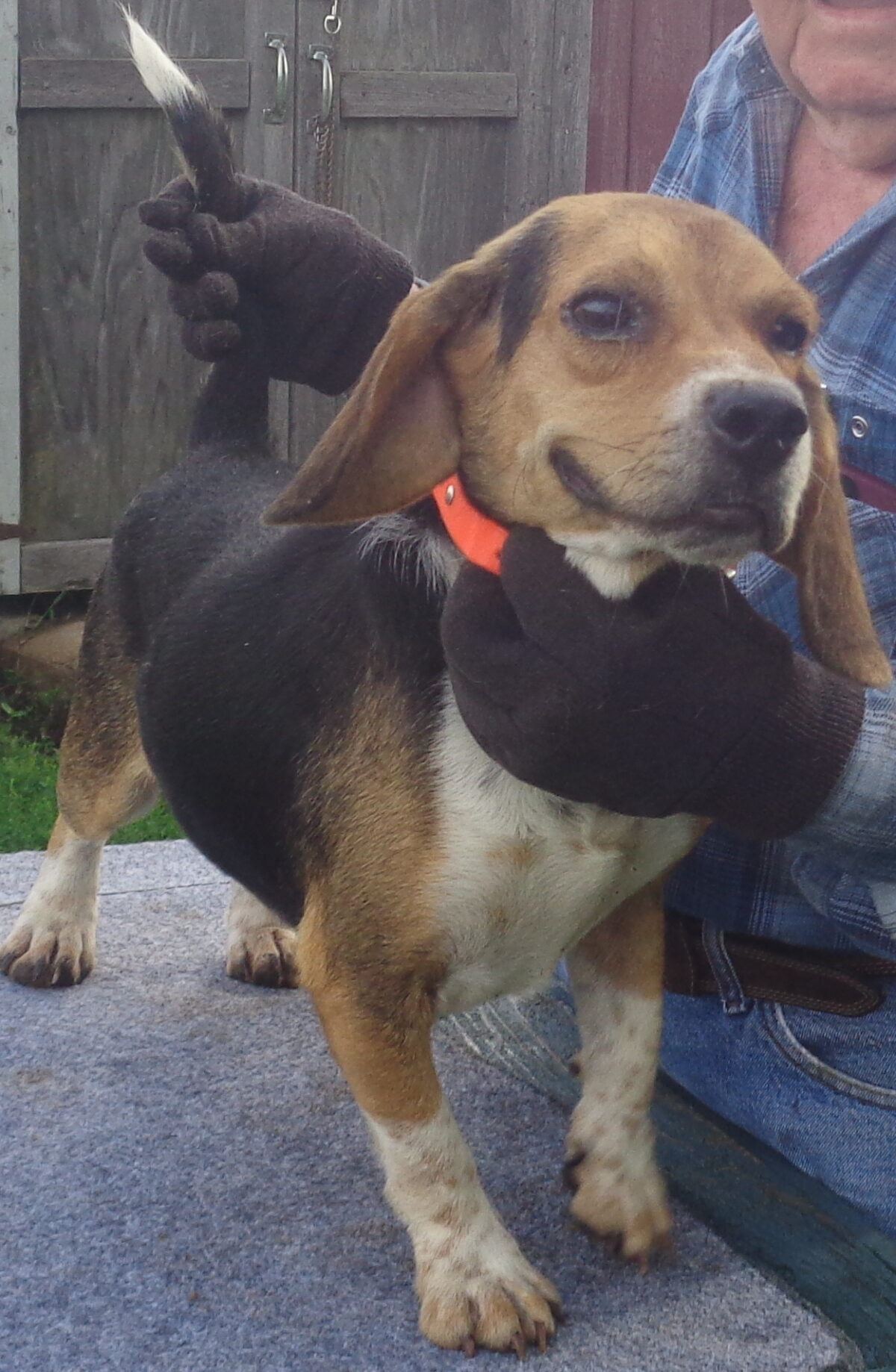 Johnston's Beagle Farm – AKC Registered Beagles