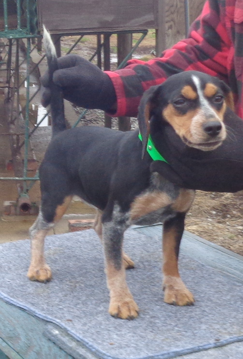 Johnston's Beagle Farm – AKC Registered Beagles