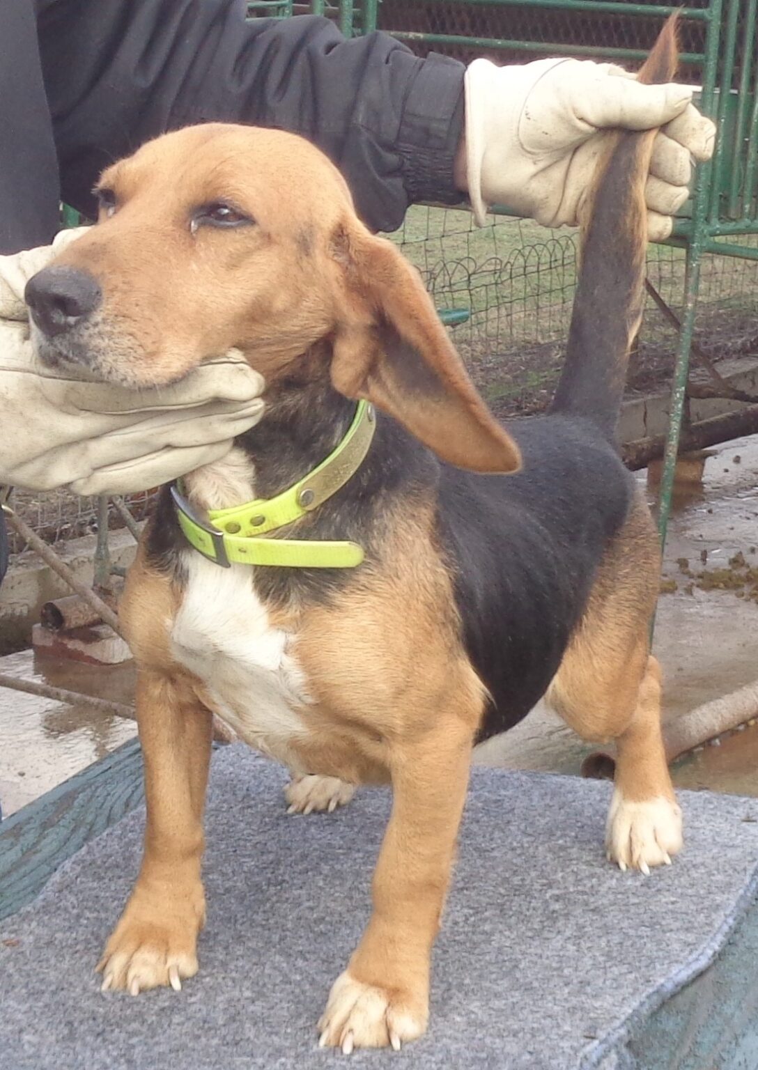 Johnston's Beagle Farm – AKC Registered Beagles
