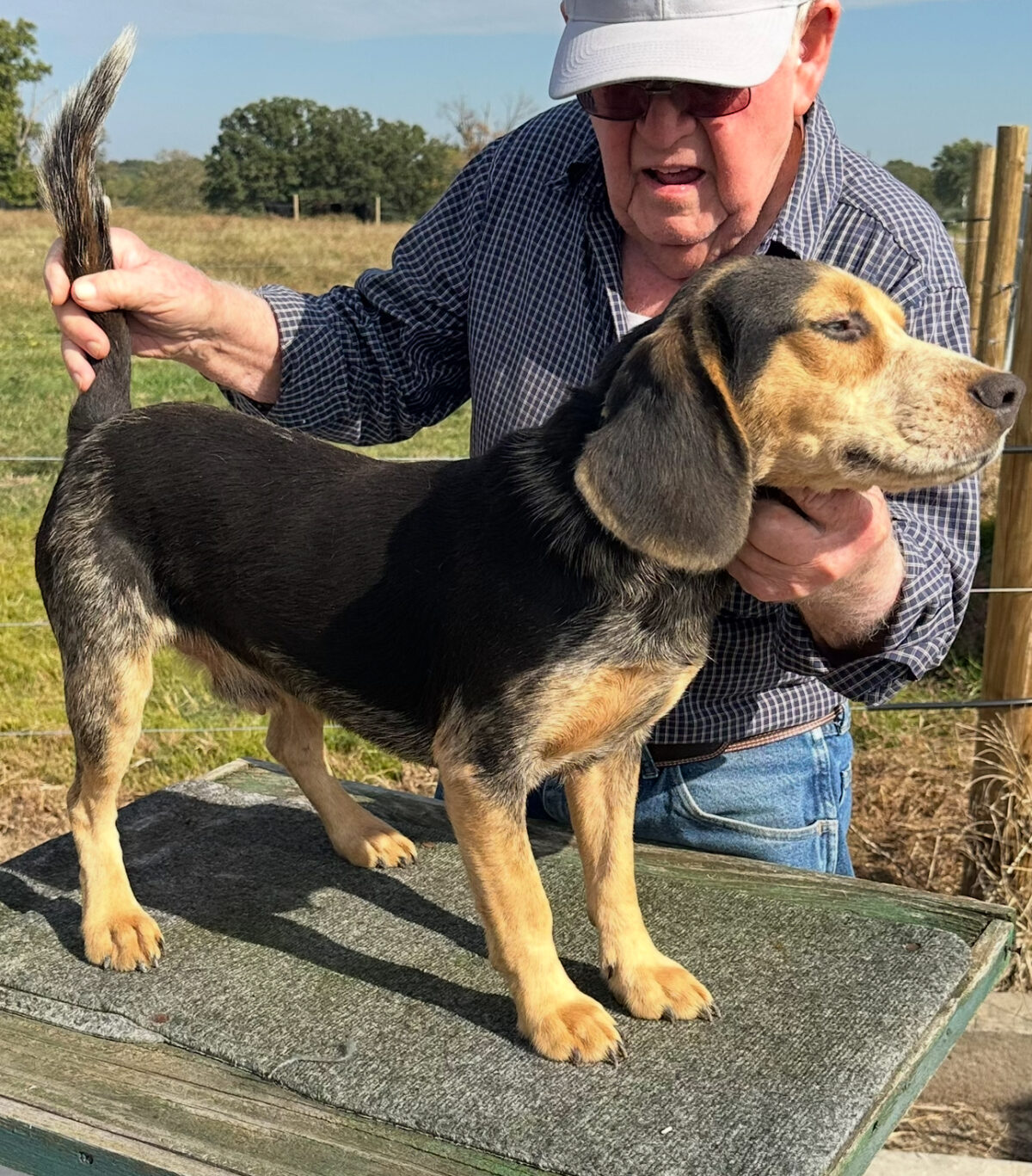 Johnston's Beagle Farm – AKC Registered Beagles
