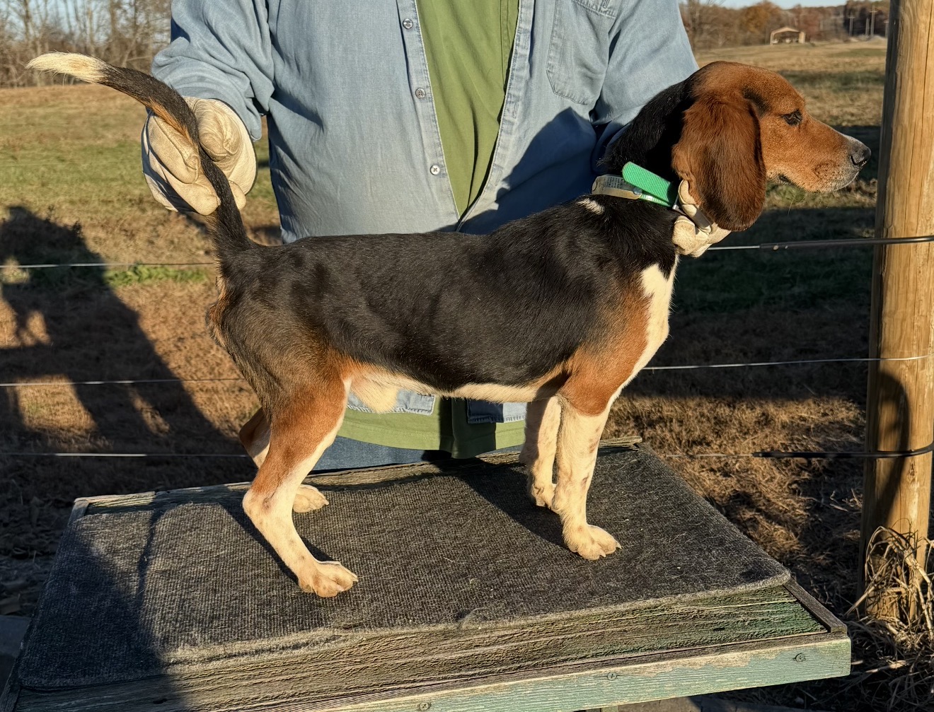 Johnston's Beagle Farm – AKC Registered Beagles
