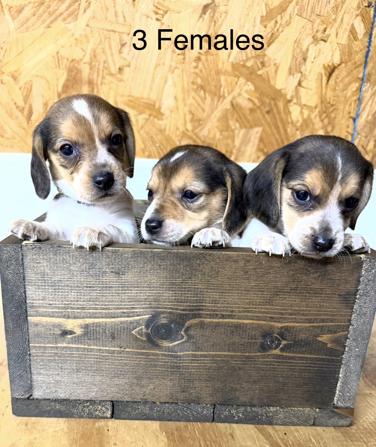 Johnston's Beagle Farm – AKC Registered Beagles